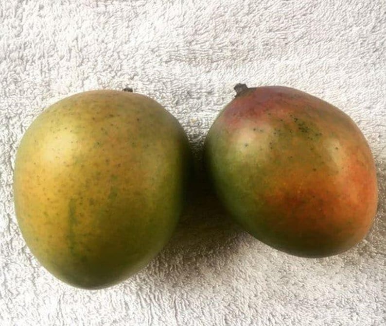 Grafted Sugar Loaf Mango Tree - 1ft Tall Live Plant in 6" Pot - Mangif ...