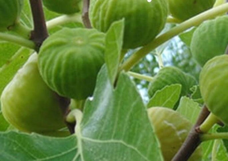 Lattarula Honey Fig Tree - Hardy Ficus carica Variety - Delicious Swee ...