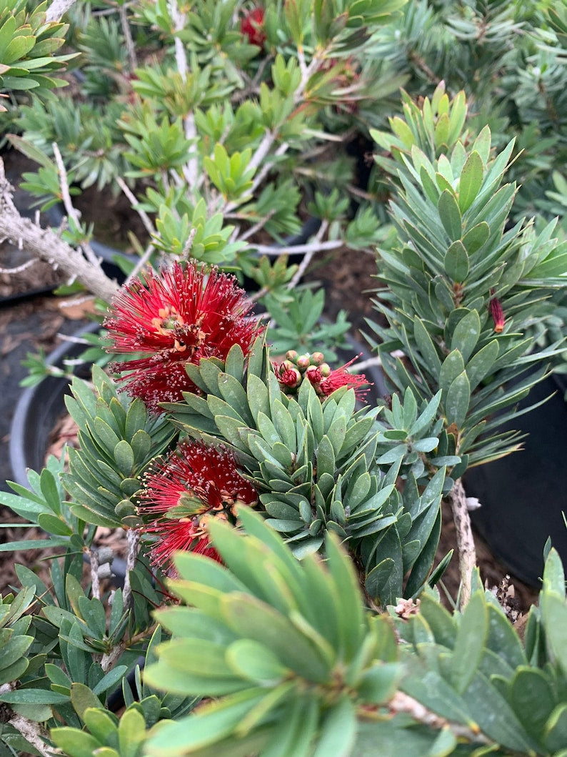 Dwarf Bottlebrush Plant 6" Pot Callistemon 'Little John' Live Plant 1 ...