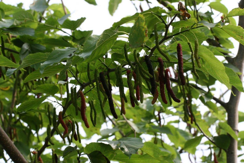 Pakistan Mulberry Tree Live Plant - 3 Gal Pot - Black Mulberries - Mor ...