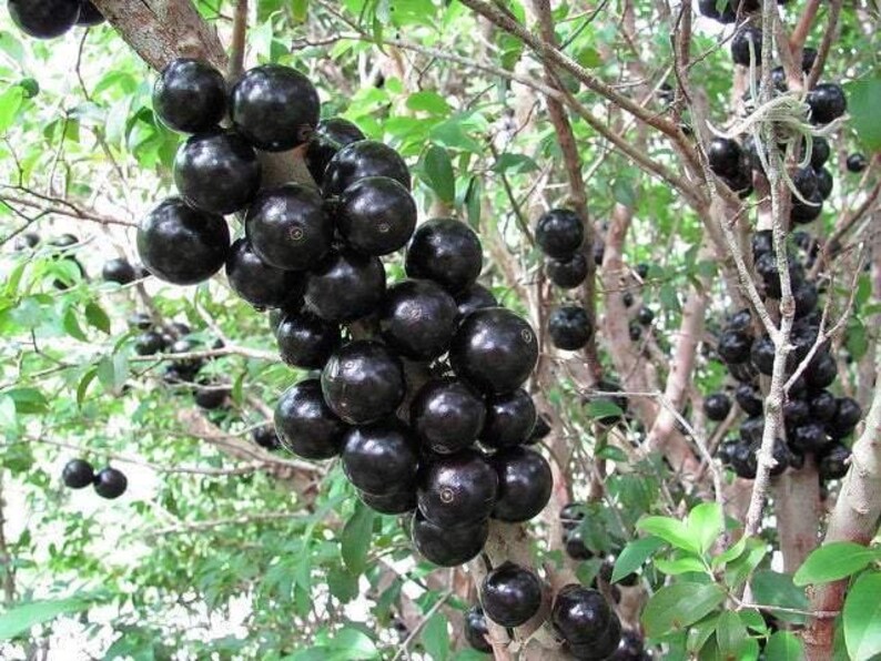 Jaboticaba Plant - 1 to 2 Feet Tall - Myrciaria cauliflora - Live Frui ...