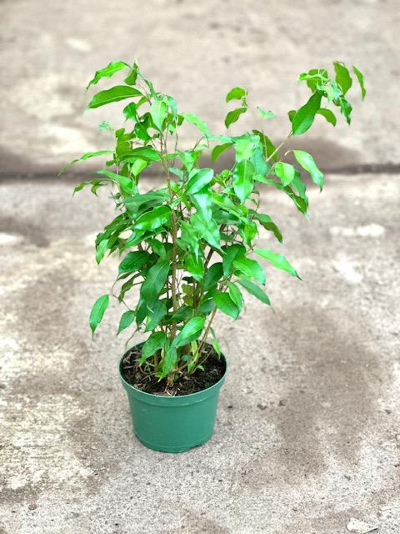 Ficus Benjamina Midnight - 1ft Plant in 6" Pot - Indoor Decorative Hou ...