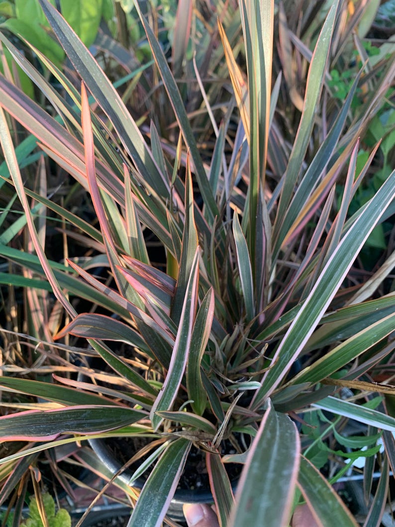 Phormium ‘Rainbow Queen’ 1ft Tall Plant in 6" Pot | New Zealand Flax ...