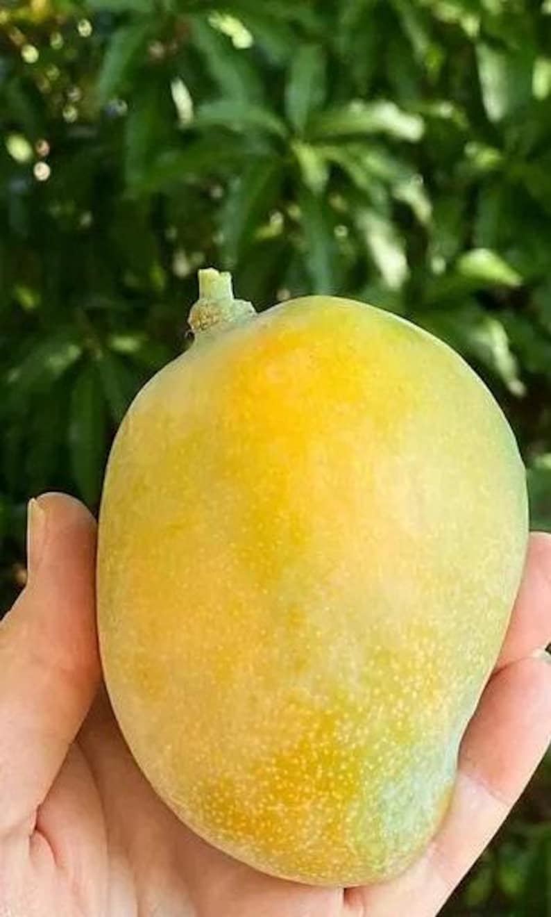 Sweet Tart Mango Tree - Grafted Live Plant - 1ft Tall in 6" Pot - Mang ...