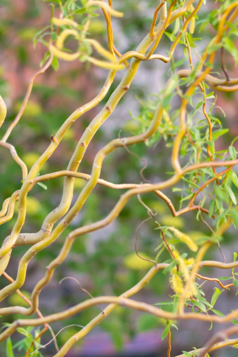 Corkscrew Willow Tree 2-3 Feet Tall Grafted Salix matsudana 'Tortuosa ...