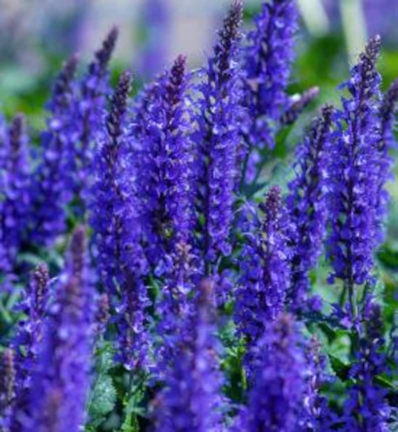 Salvia nemorosa 'Bumbleberry' Live Plant in 4 inch Pot, Blue Flowers ...