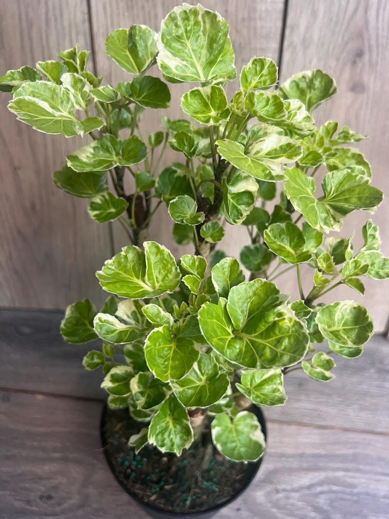 Variegated Aralia Balfour in 6" Pot, Tropical Bonsai Houseplant, Polys ...
