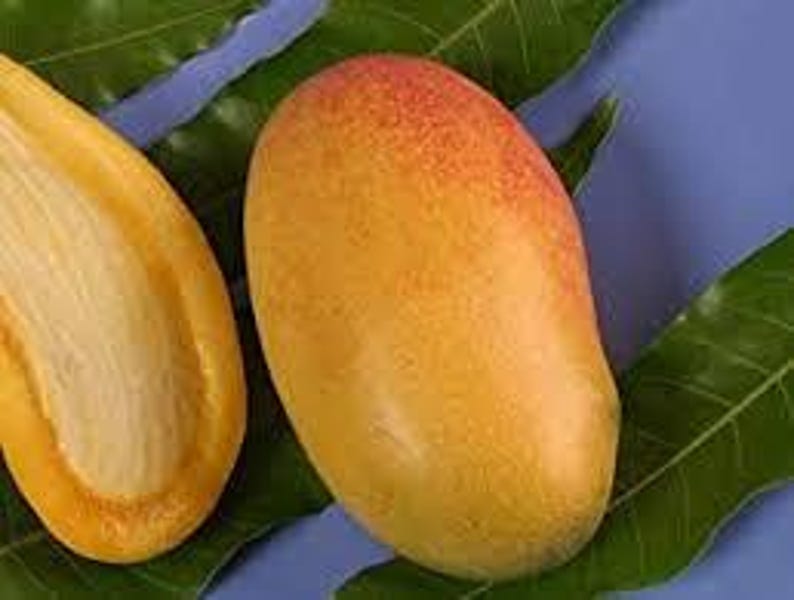 Lemon Meringue Mango Tree - Grafted Plant - 1 ft Tall - Mangifera indi ...
