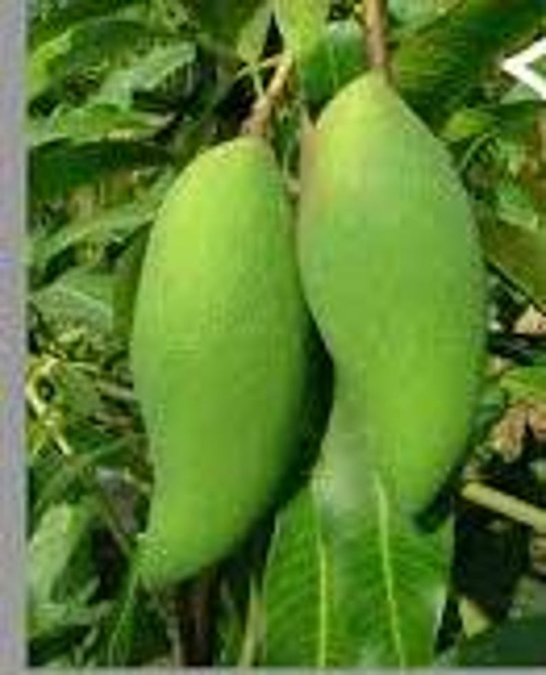 Falan Sea Mango Tree - Grafted - 1 ft Tall - Live Plant in 6" Pot - Ma ...