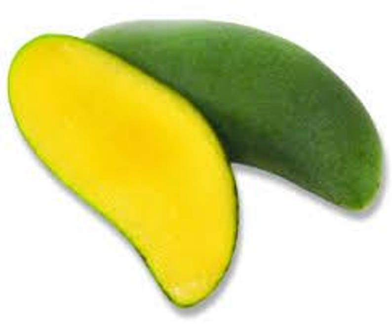 Grafted Keo Savoy Mango Tree - 1ft Tall in 6" Pot - Mangifera indica ...
