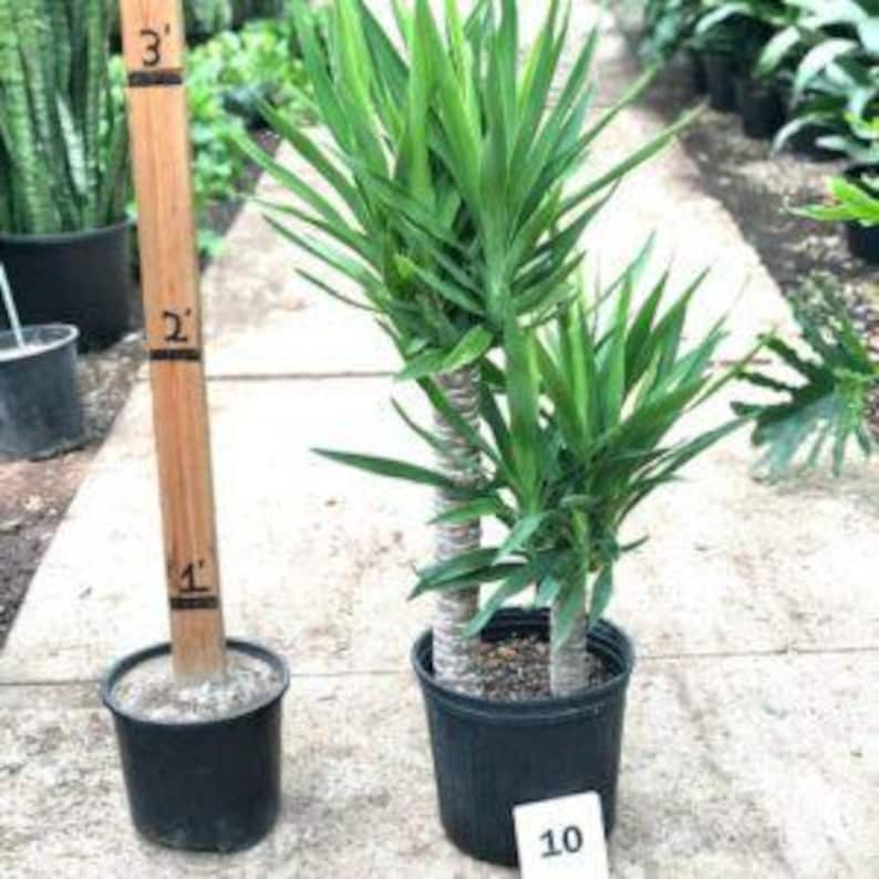 Yucca Plant - 2 to 3 Feet - Multiple Trunks - Yucca Elephantipes - Ind ...