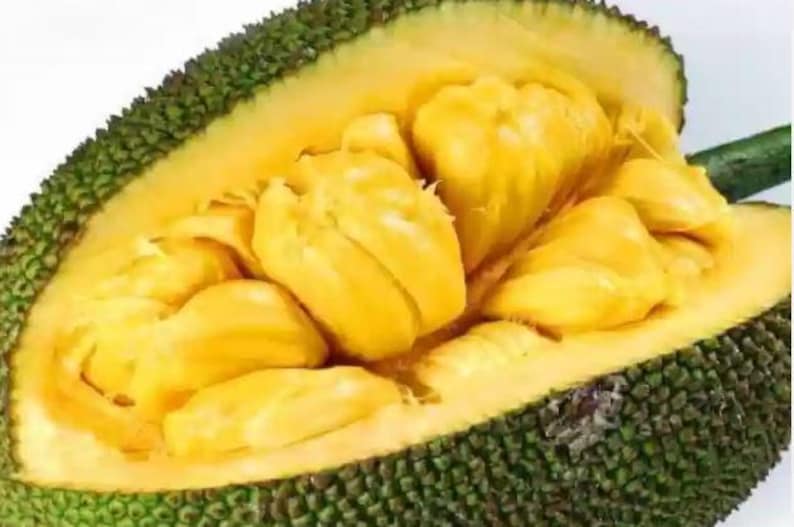 Golden Nugget Jackfruit Tree - 1 Year Old - Dwarf Variety (Artocarpus ...