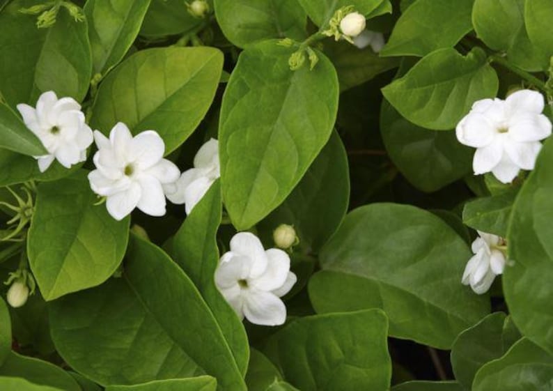 Large Arabian Jasmine Plant | Jasminum sambac | Fragrant Indoor/Outdoo ...