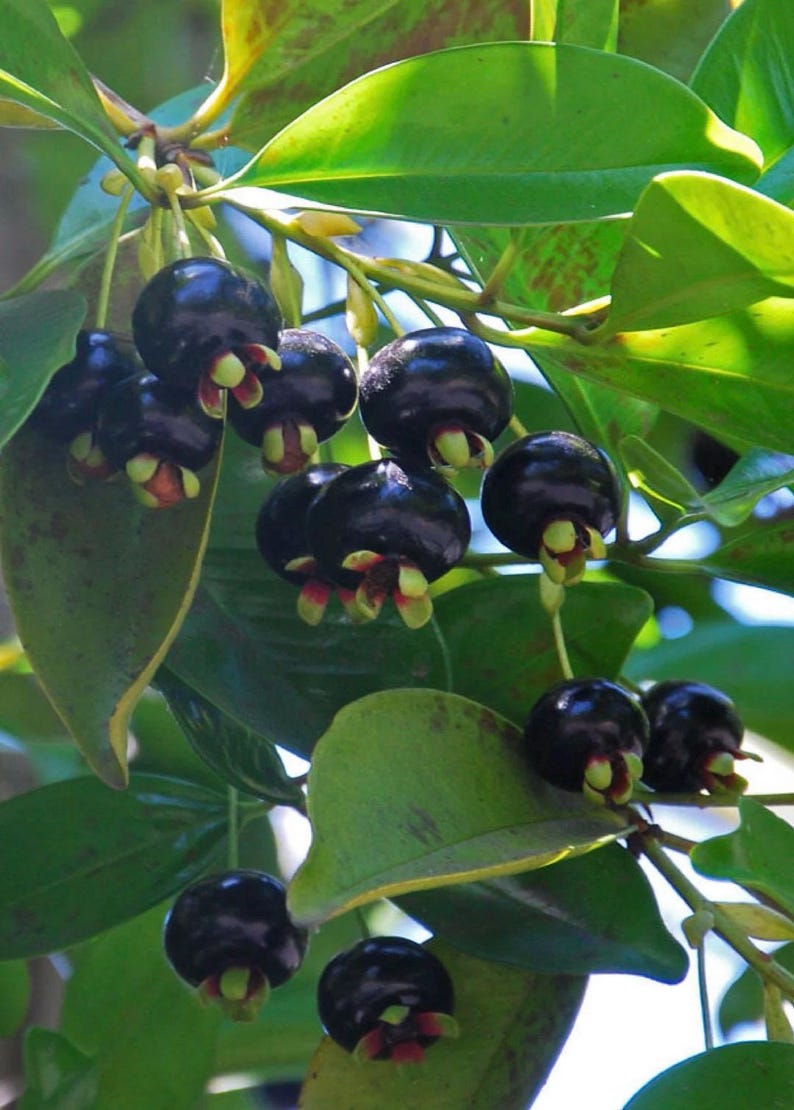 Grumichama Tree 3 Gallon Pot Brazilian Cherry Eugenia brasiliensis, Tr ...