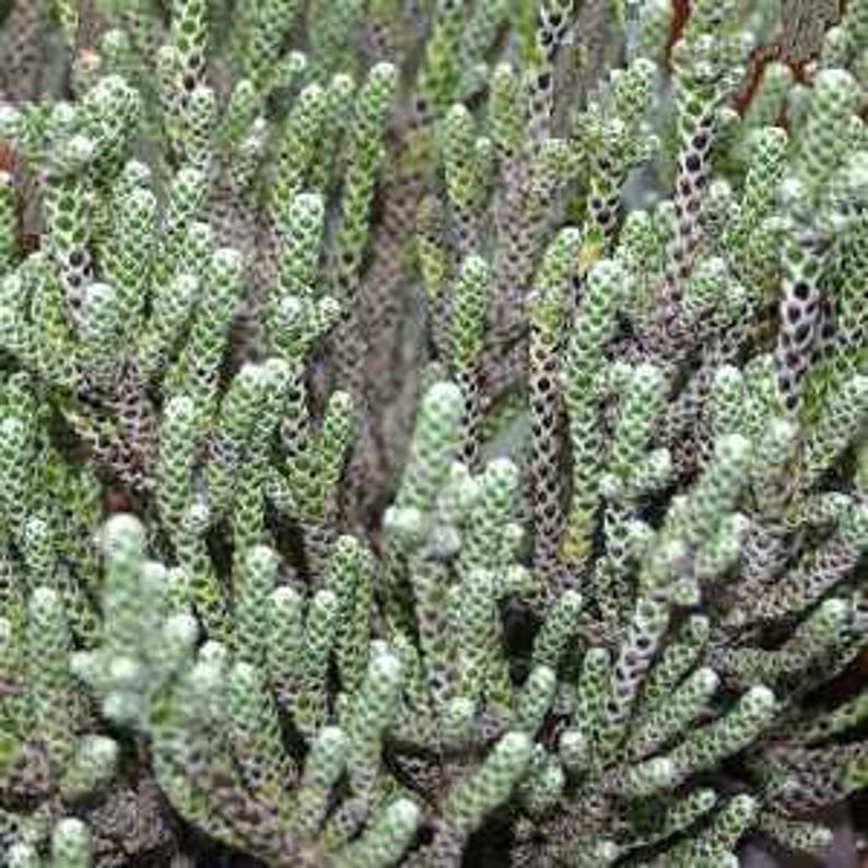 Coral Shrub Starter Plant - 4" Tall - Ozothamnus coralloides - Unique ...