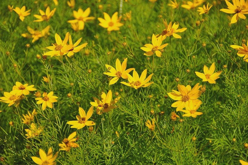 Coreopsis Plant - Bareroot Threadleaf Coreopsis - Coreopsis verticilla ...