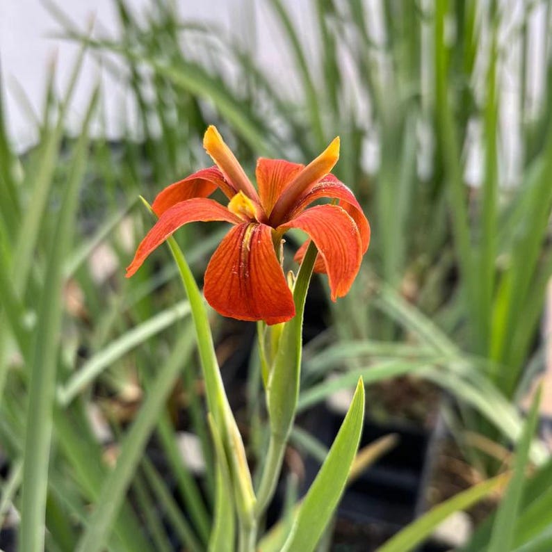 Copper Iris Live Plant 4" Pot - Iris fulva - Native North American Per ...