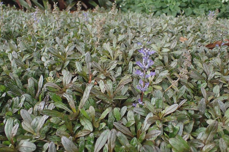 Ajuga Chocolate Chip Plants - Bare Root Clump - Ajuga reptans Chocolat ...