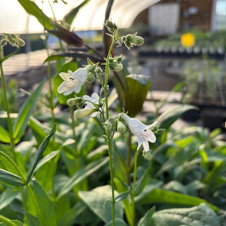 Foxglove Beardtongue Live Plant 4" Pot - Penstemon digitalis - Native ...