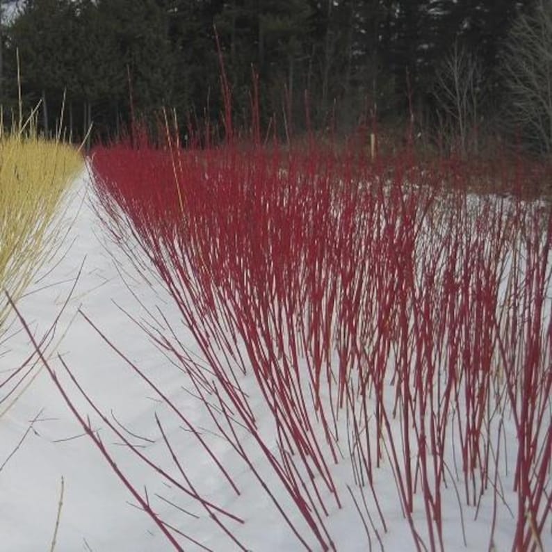 Red Osier Dogwood - 12-24" Bare Root Native Plant - Cornus sericea - H ...