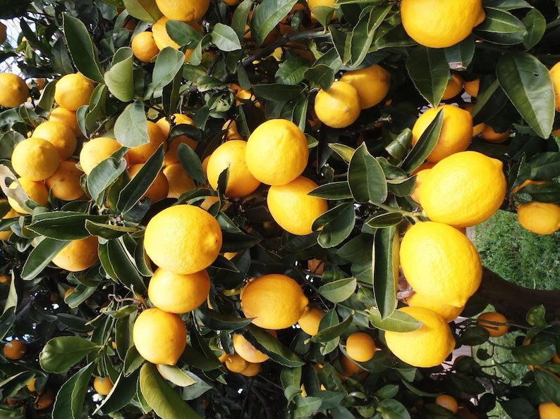 Eureka Lemon Tree in 1/2 Gallon Pot - Citrus limon - Florida Shipping ...