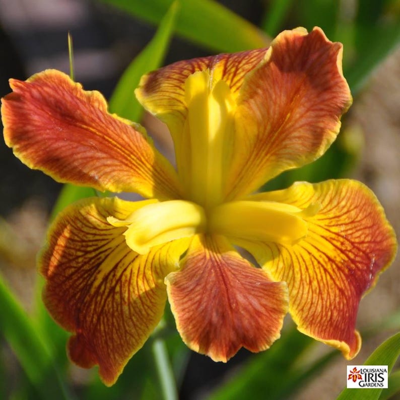 Louisiana Iris Rhizome 'Cajun Sunrise' - Red & Yellow, Iris hexagona ...