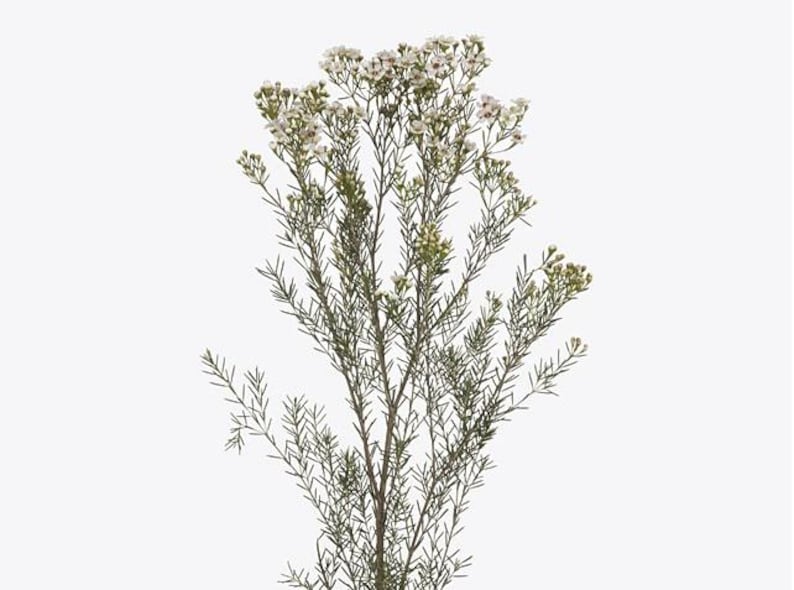 Waxflower Plant - 1ft Tall - Chamelaucium uncinatum 'Jupiter Moon' - S ...