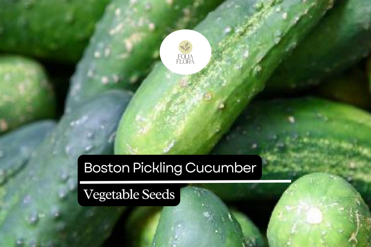 50 Seeds Boston Pickling Cucumber – Cucumis sativus, Heirloom Variety ...