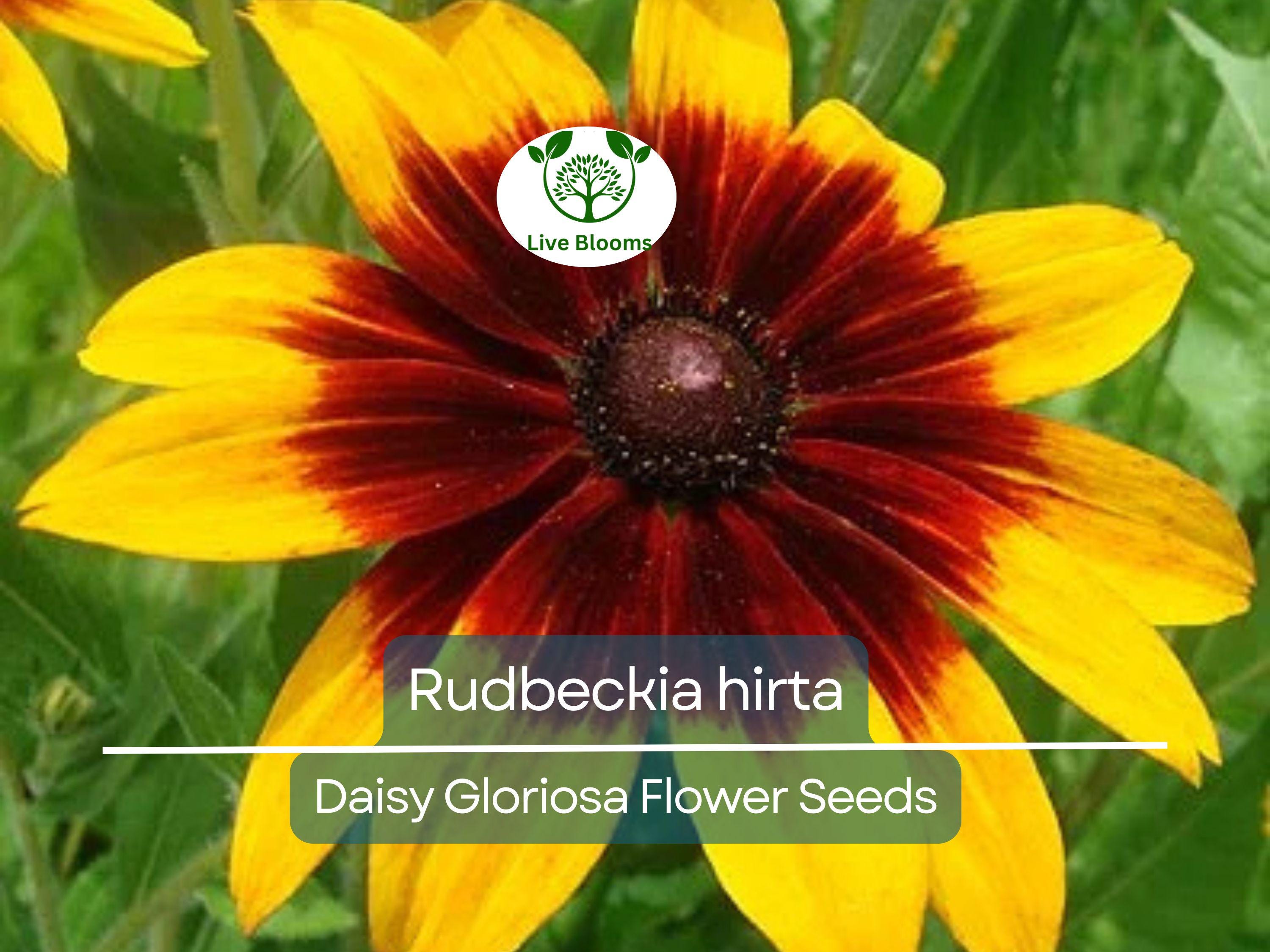 300 Seeds Daisy Gloriosa (Rudbeckia hirta) - Yellow Wildflower for Pla ...
