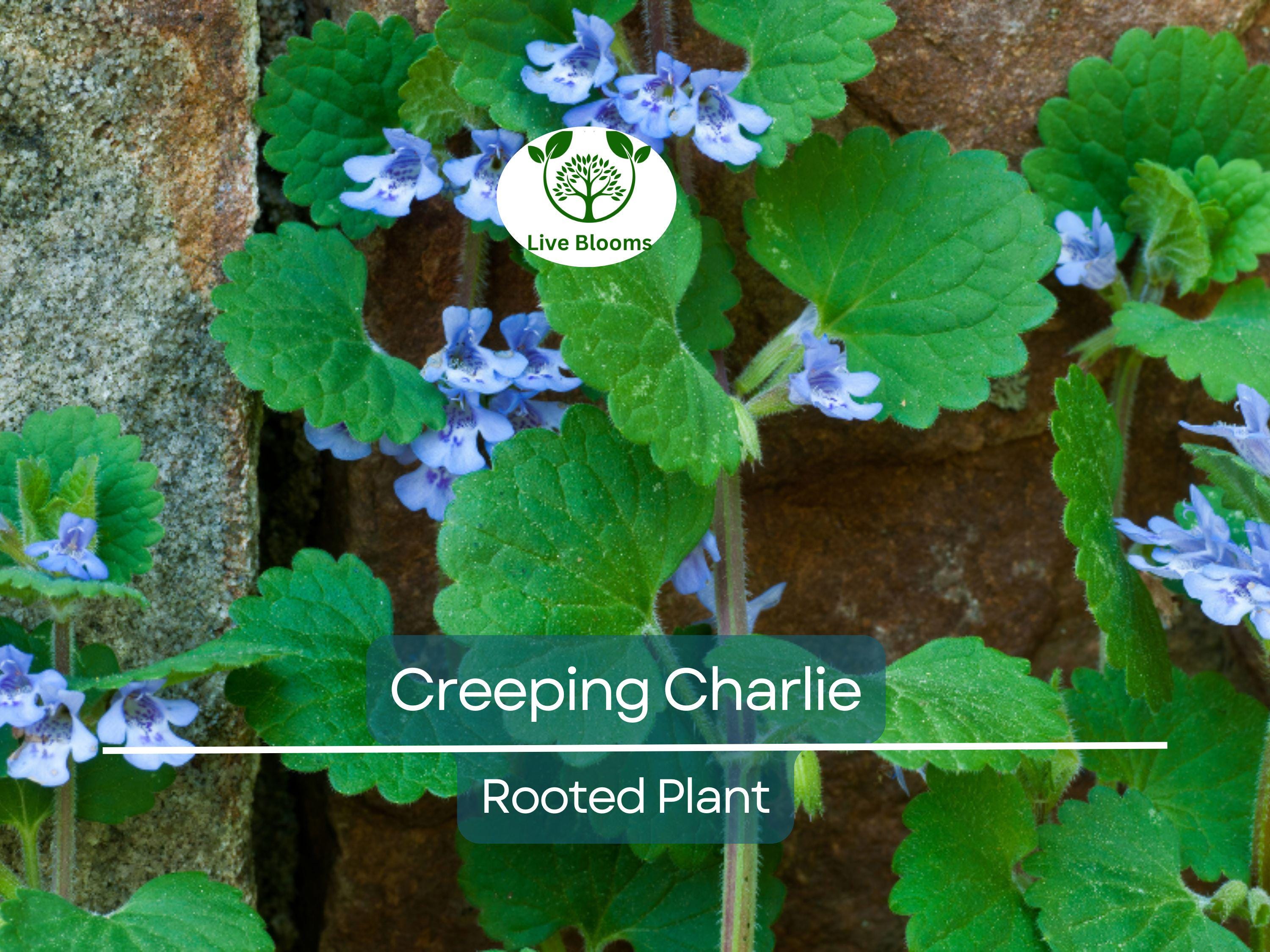 1 Creeping Charlie Friendship Plant - Live Plant, Pilea Nummulariifoli ...