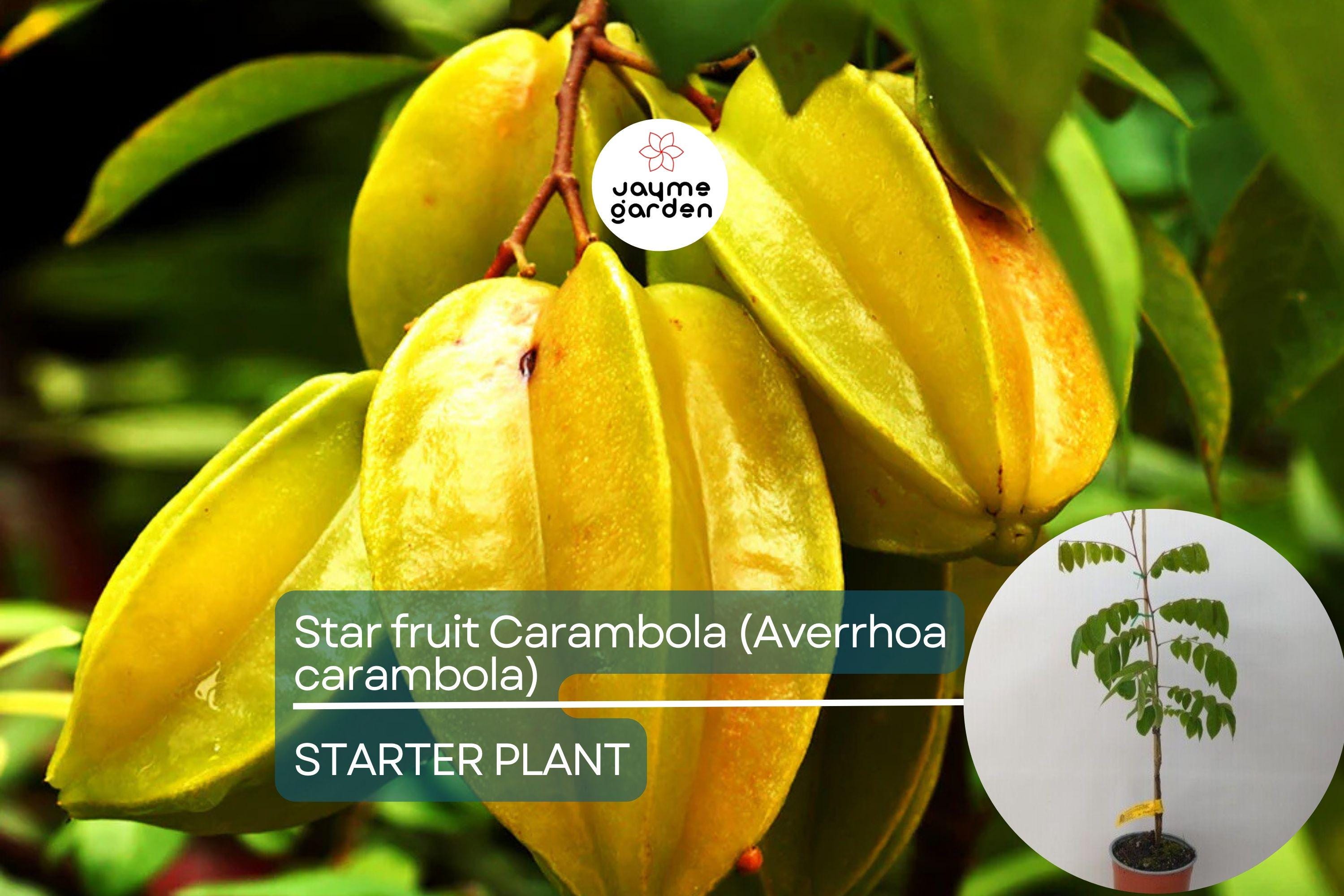 Starfruit Carambola Tree (Averrhoa carambola) 12" – 24" – Tropical ...