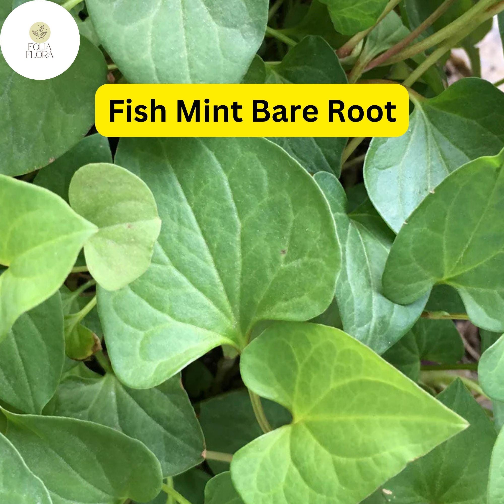 10 Live Fish Mint Plants, Houttuynia cordata, Bare Root Asian Herb, Pe ...