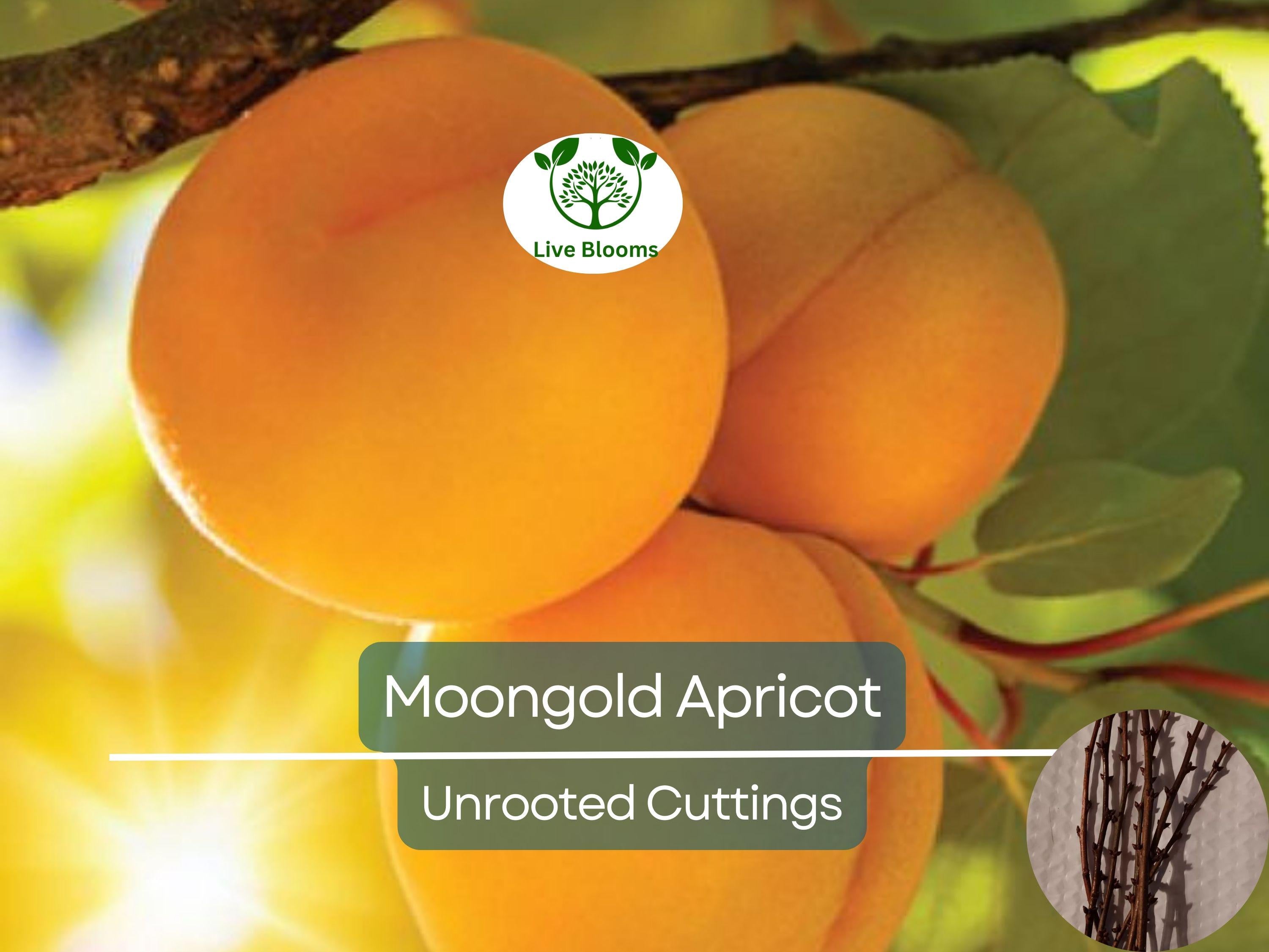 6 MOONGOLD APRICOT Scion Cuttings (Prunus armeniaca) Unrooted, Heirloo ...