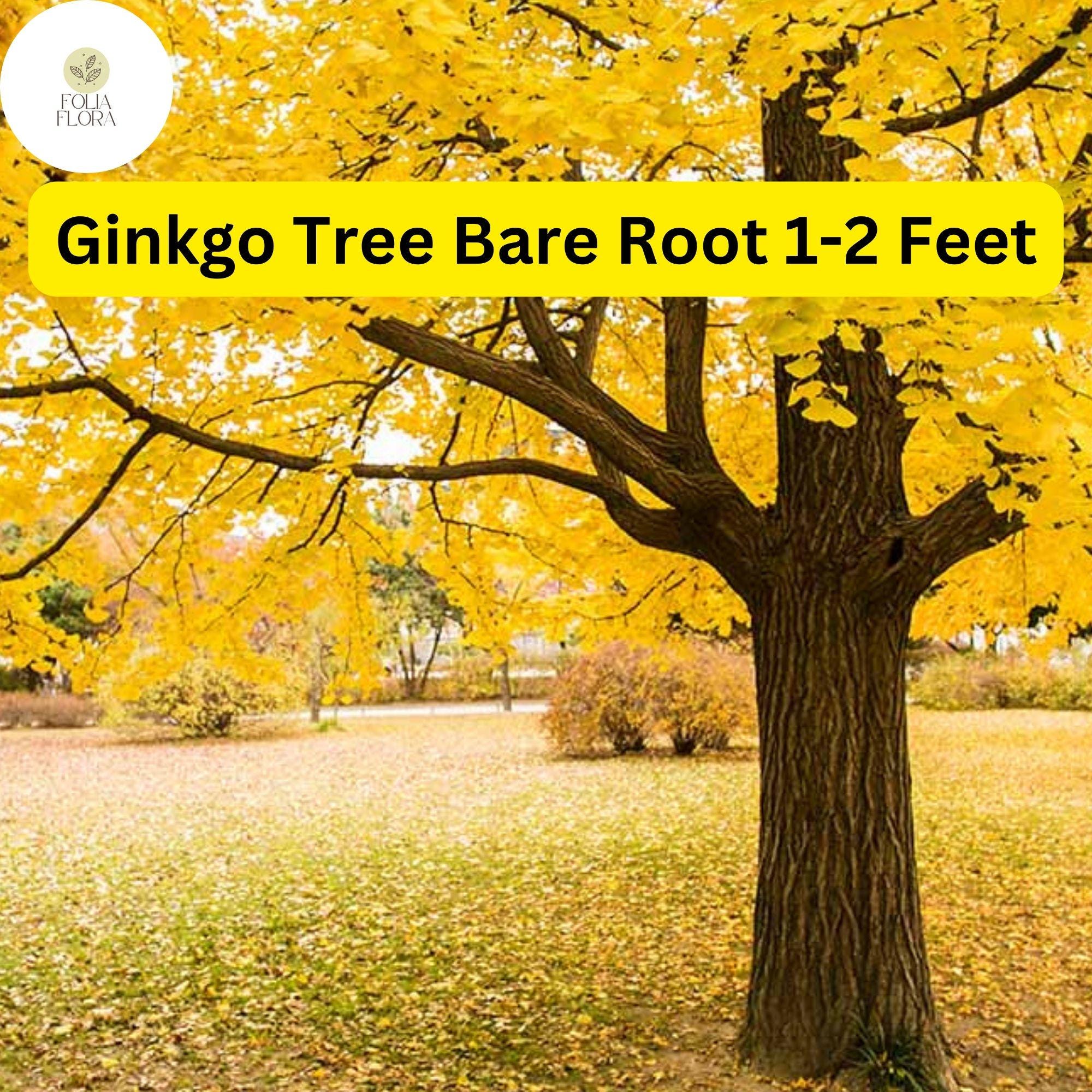 1 Ginkgo Tree (Ginkgo biloba) – Live Bare Root Plant 1-2 Feet – Jayme ...