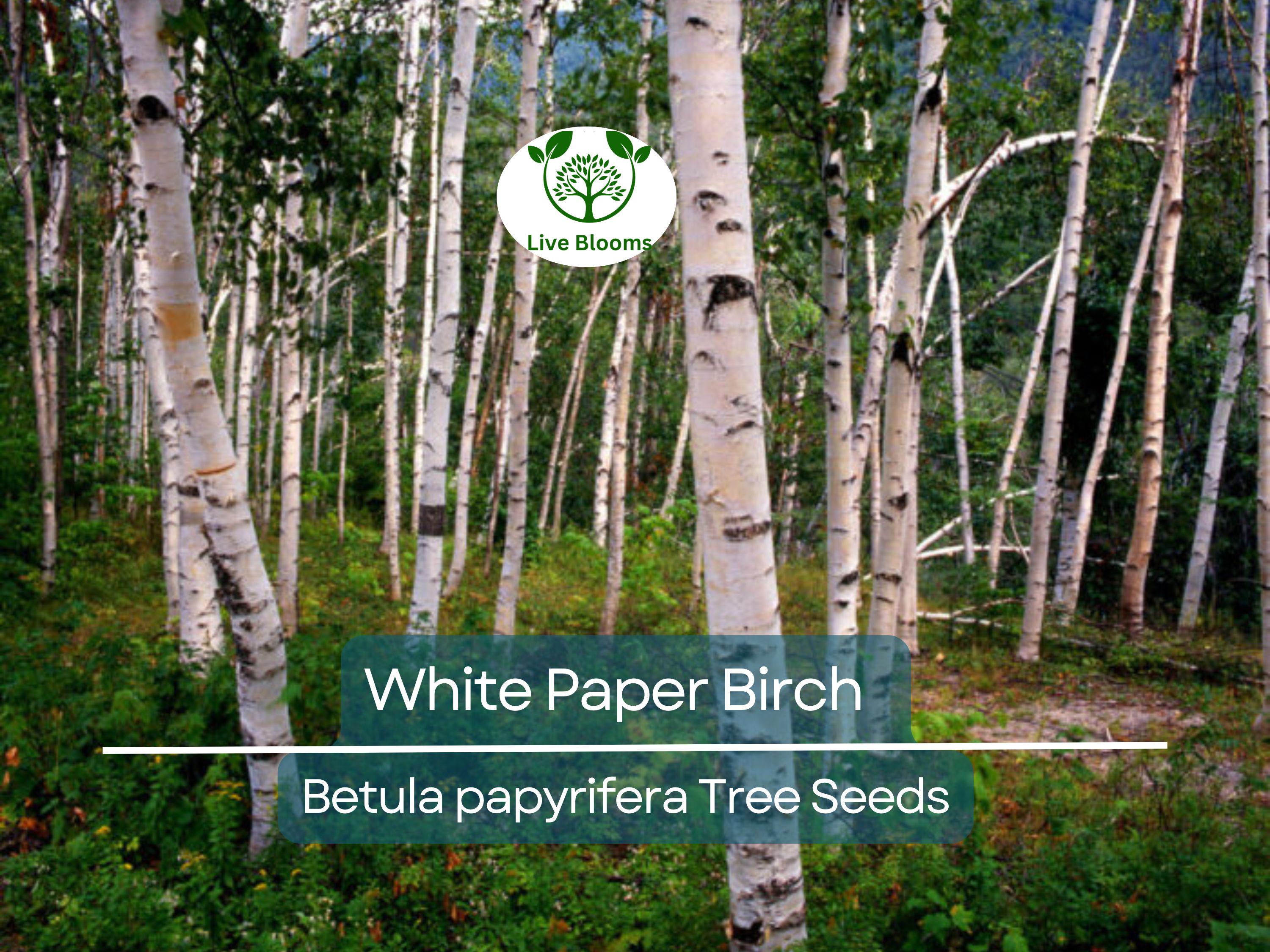 50 White Paper Birch Tree Seeds (Betula papyrifera) | Fast-Growing, Sh ...
