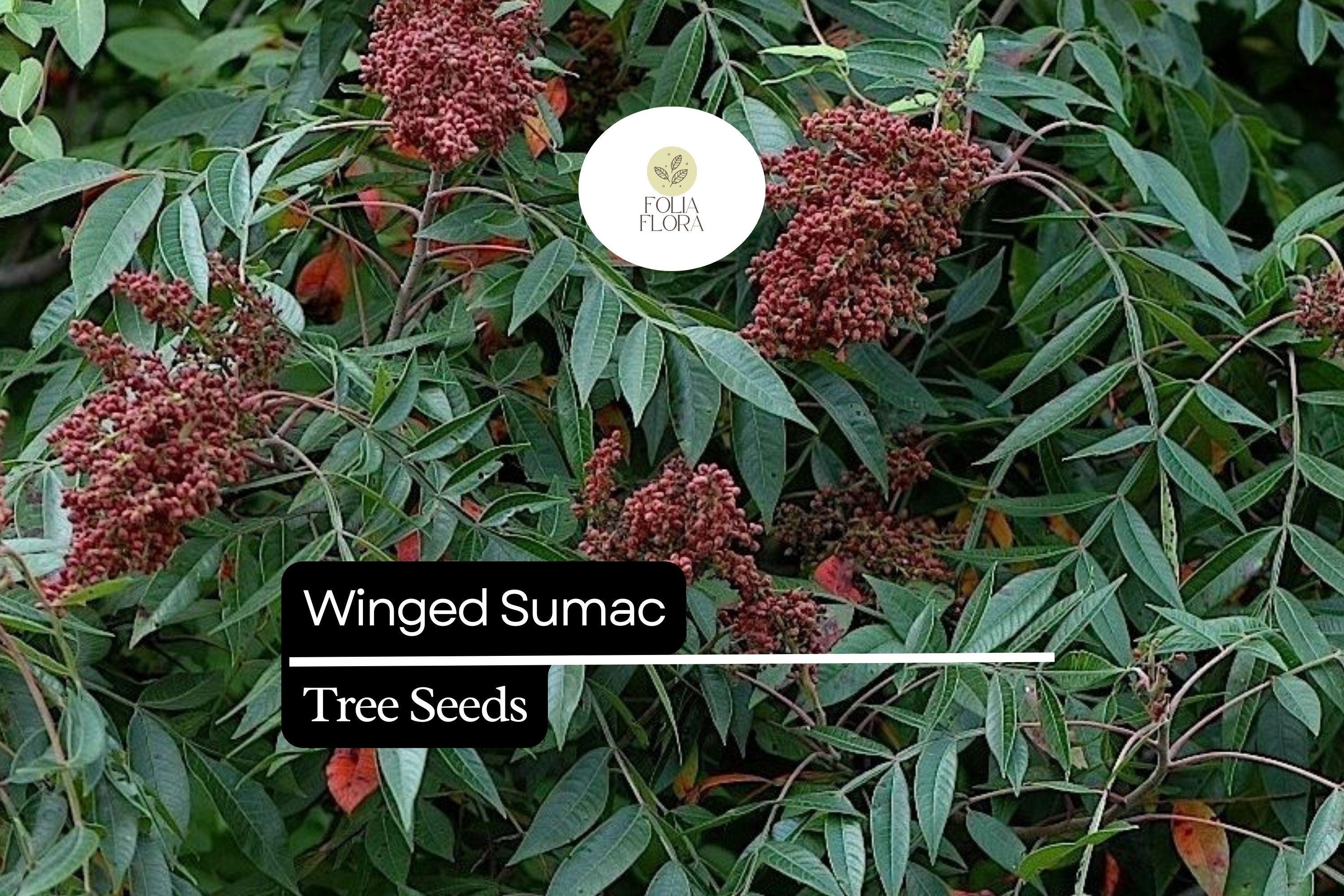 Winged Sumac Seeds – Rhus copallinum – 25 Seeds, Native Shrub, Drought ...