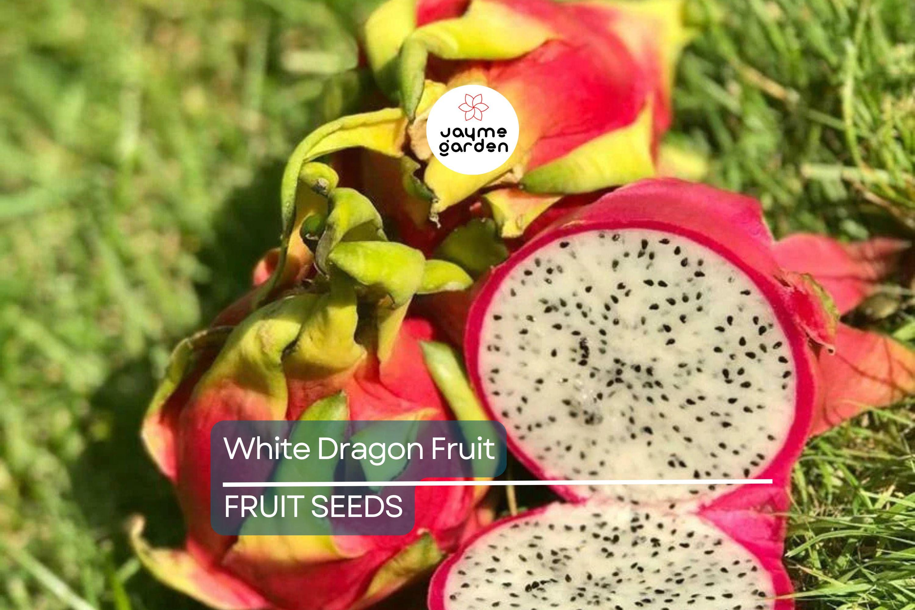 20 White Dragon Fruit Seeds (Hylocereus undatus) - Climbing Cactus Vine ...