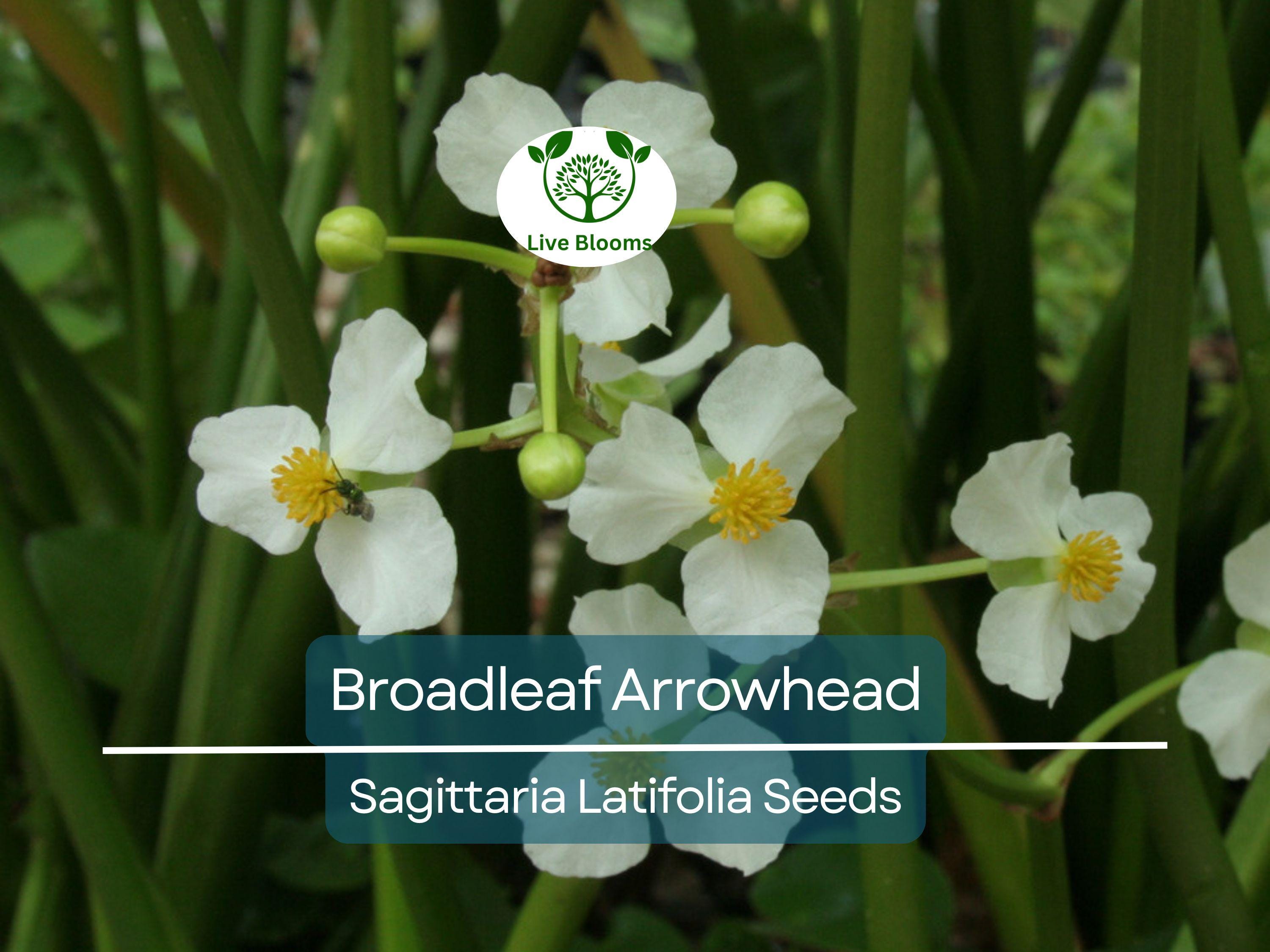 1000 Broadleaf Arrowhead Flower Seeds (Sagittaria Latifolia) | Water P ...