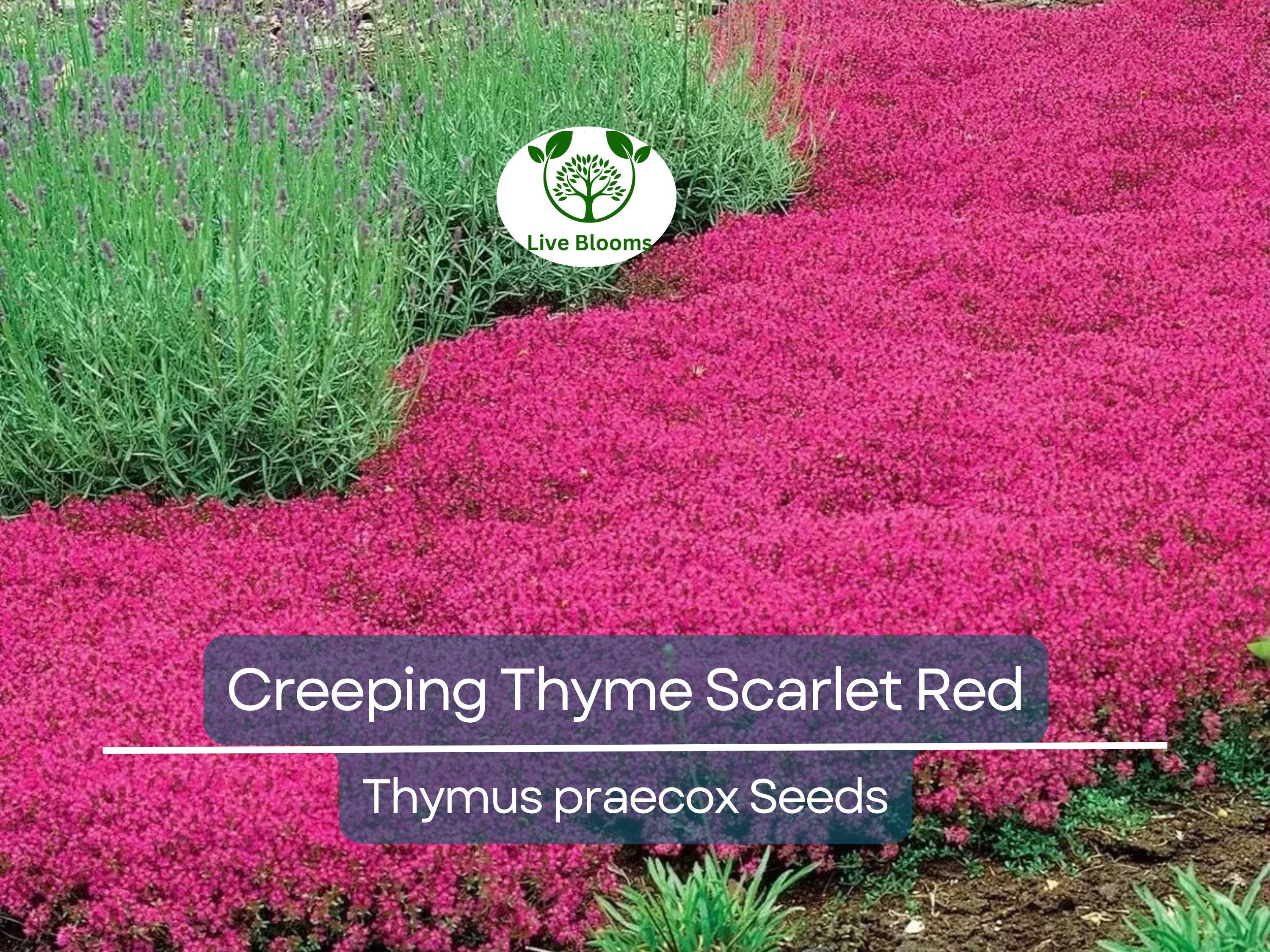 1000 Seeds Creeping Thyme Scarlet Red Ground Cover, Perennial, 4" Heig ...