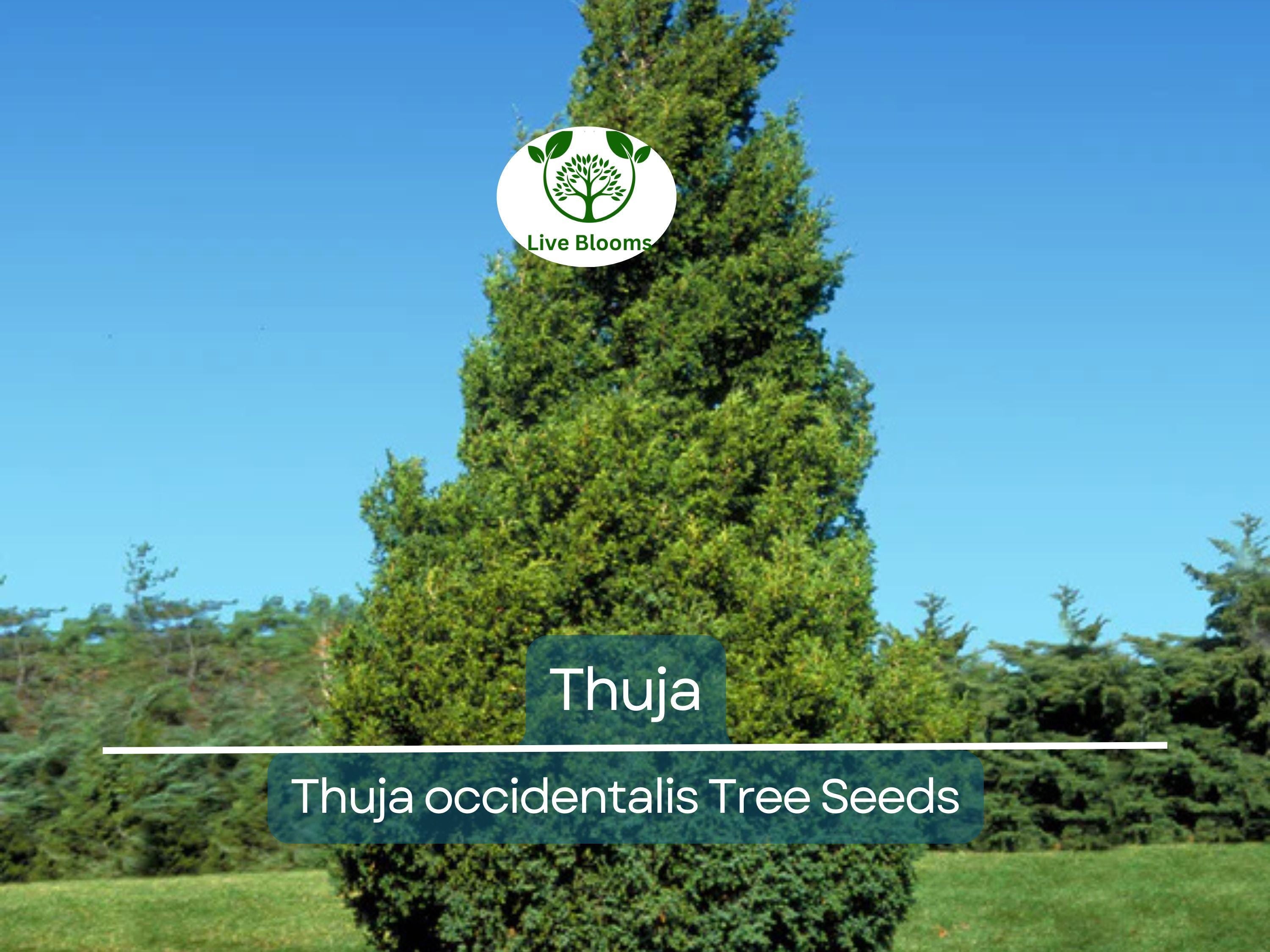 50 Thuja Tree Seeds (Thuja occidentalis), White Cedar Arborvitae, Fast ...