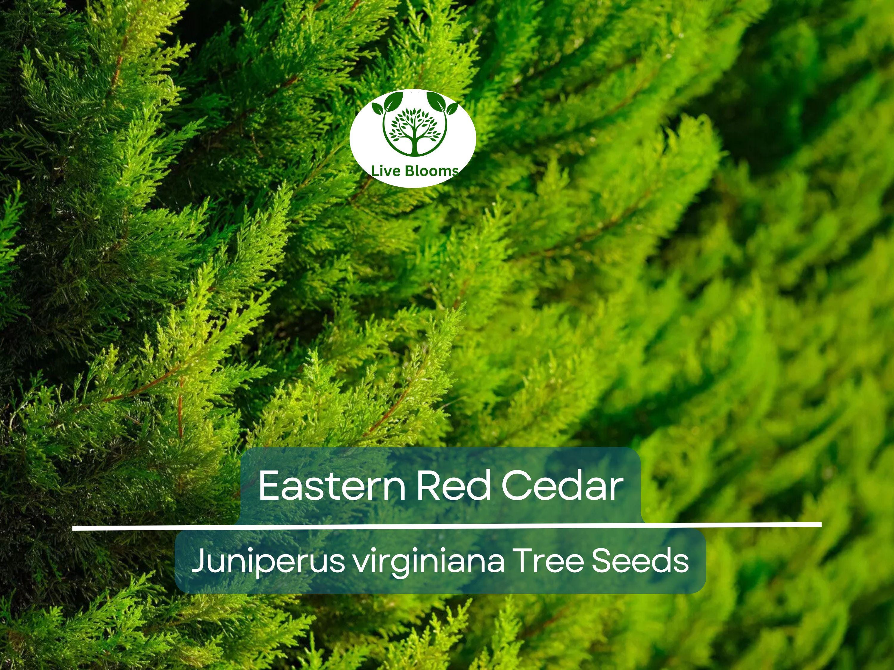 50 Eastern Red Cedar Hedge Shrub Tree Seeds (Juniperus virginiana), Ev ...