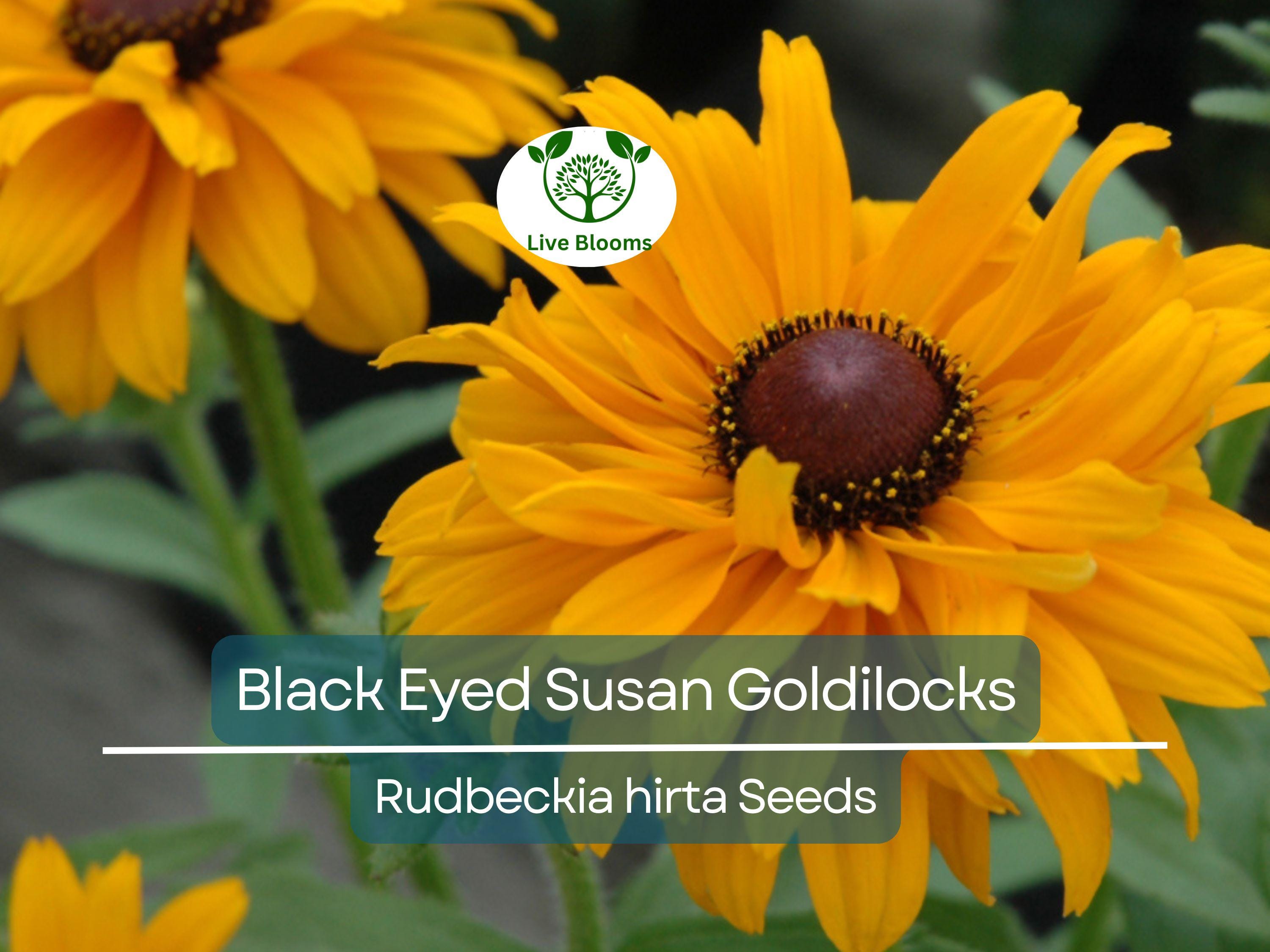 100 Seeds Black Eyed Susan Goldilocks Rudbeckia Double Blooms - Rare ...