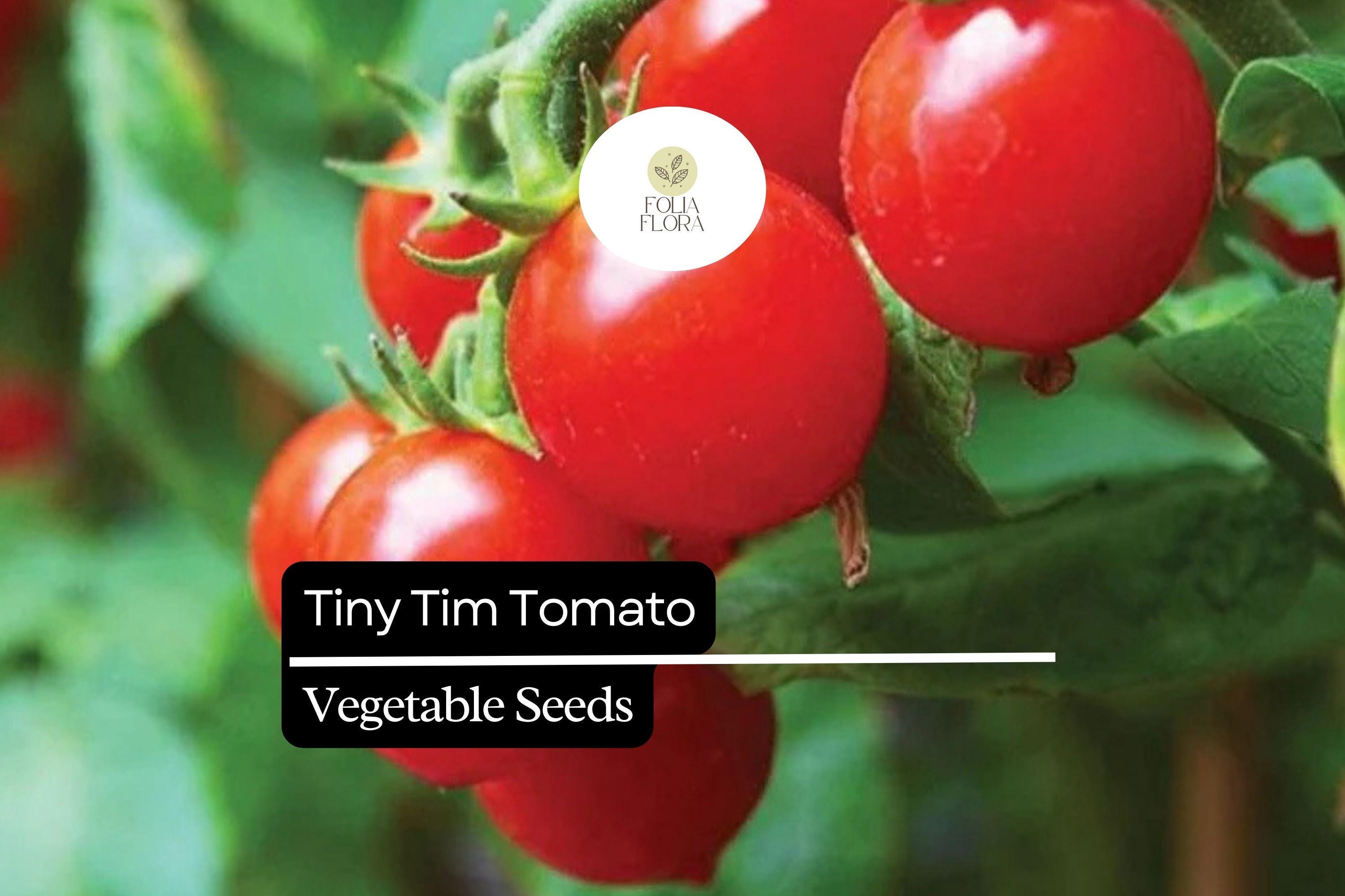 30 Tiny Tim Micro Dwarf Tomato Seeds | Solanum lycopersicum | Mini Che ...
