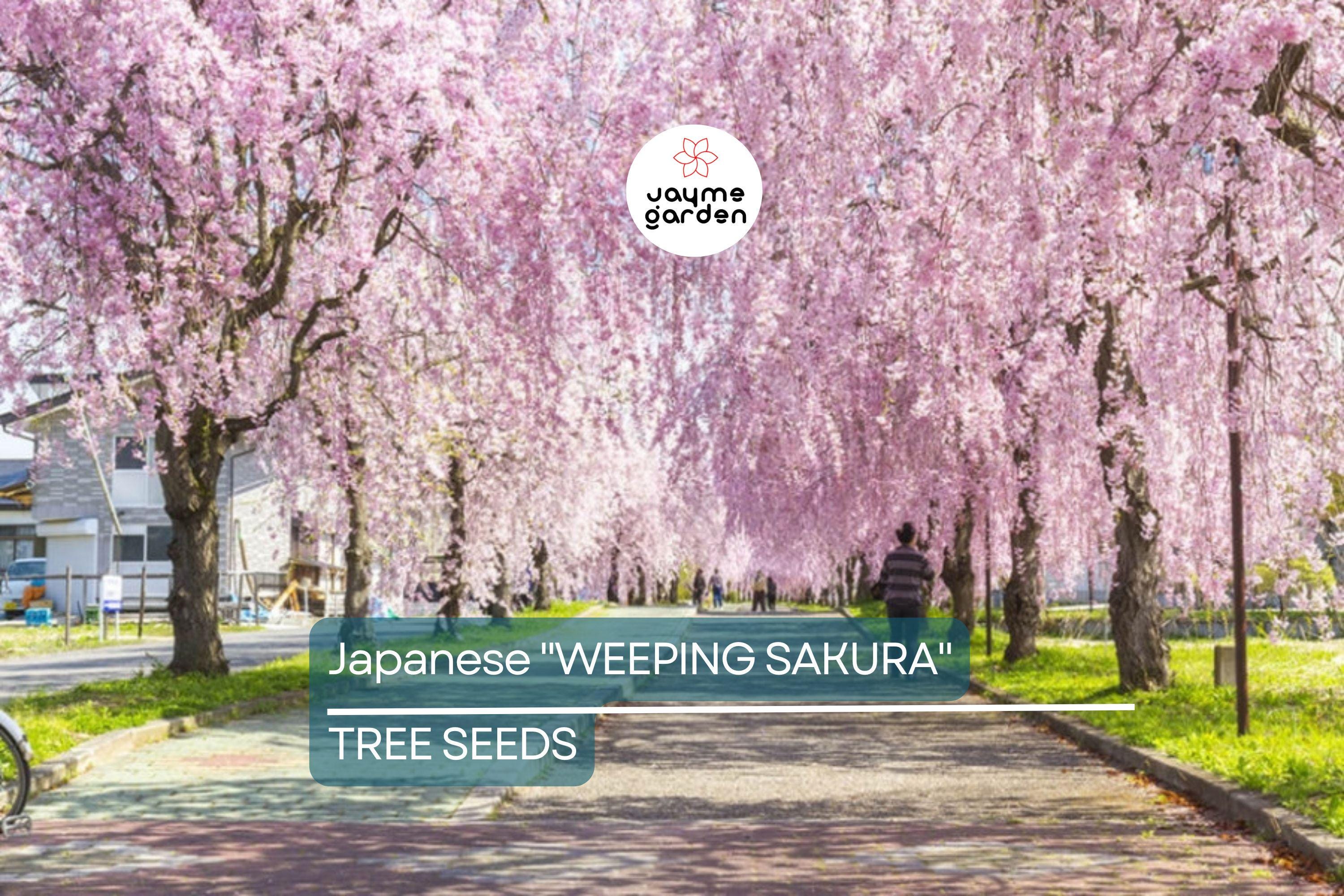 5 Seeds Japanese "Weeping Sakura" Cherry Blossom Tree (Prunus pendula ...