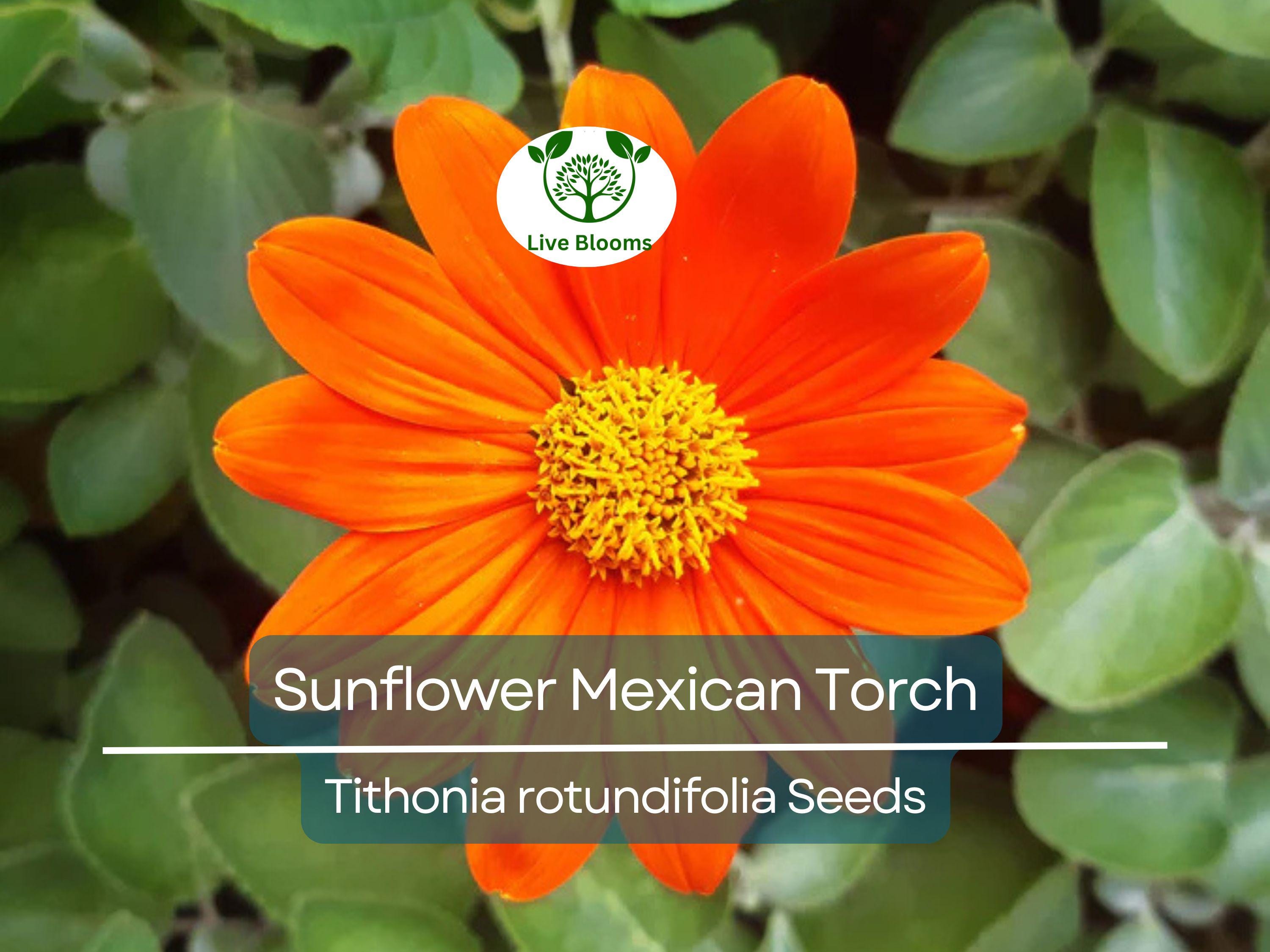 100 Seeds Sunflower Mexican Torch, Non-GMO, Bees, Butterflies, Humming ...