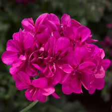 Hot Pink Ivy Geranium Cuttings - 5 Count - Pelargonium peltatum - Flow ...