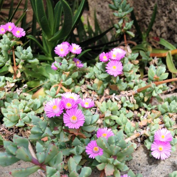 Oscularia deltoides Cuttings, 10 Unrooted Stems, Blue-Gray Succulent ...