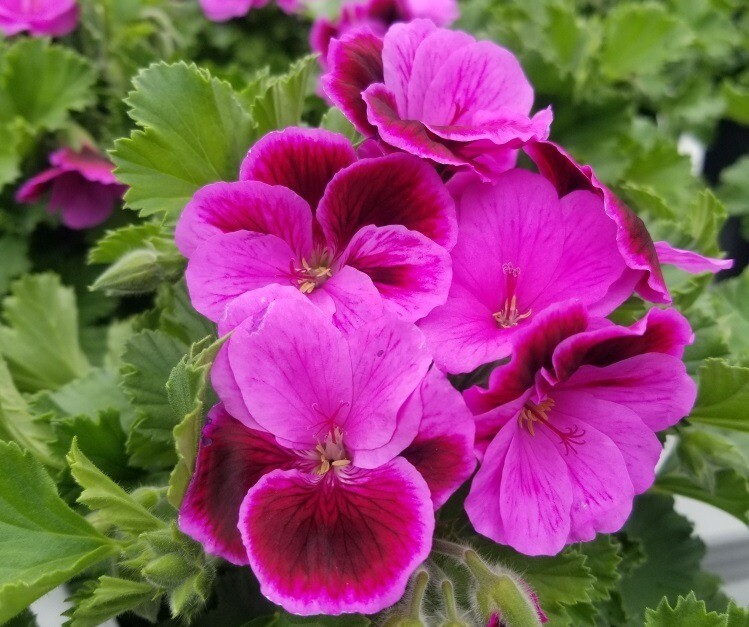 Geranium Pink/Purple 3 Fresh Organic Healthy Cuttings for Rooting | Pe ...