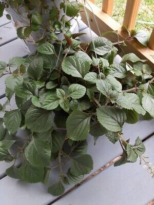 Purple Swedish Ivy Cuttings (4) - Millionaria/Planta del Dinero Morada ...