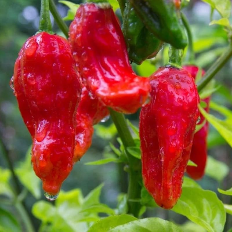 Pepper X - 25 Seeds World's Hottest Pepper - USA Grown - - Extreme Hea ...
